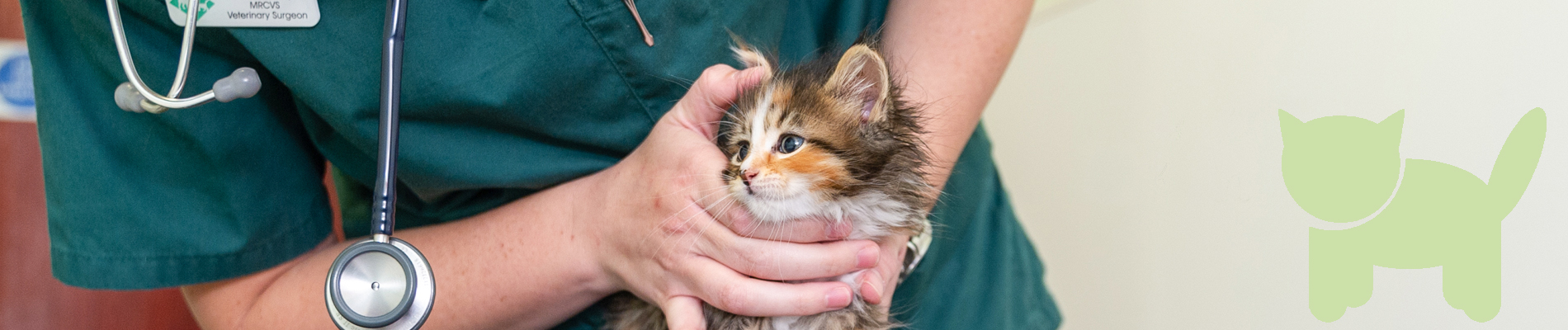 Little VIP Kitten | Mead Veterinary Centre